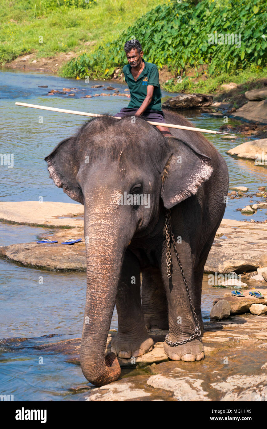 Vertical view of a mahout riding an elephant at Pinnawala Elephant ...