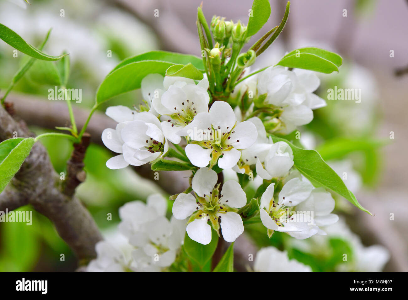 Conference pear tree hi-res stock photography and images - Alamy