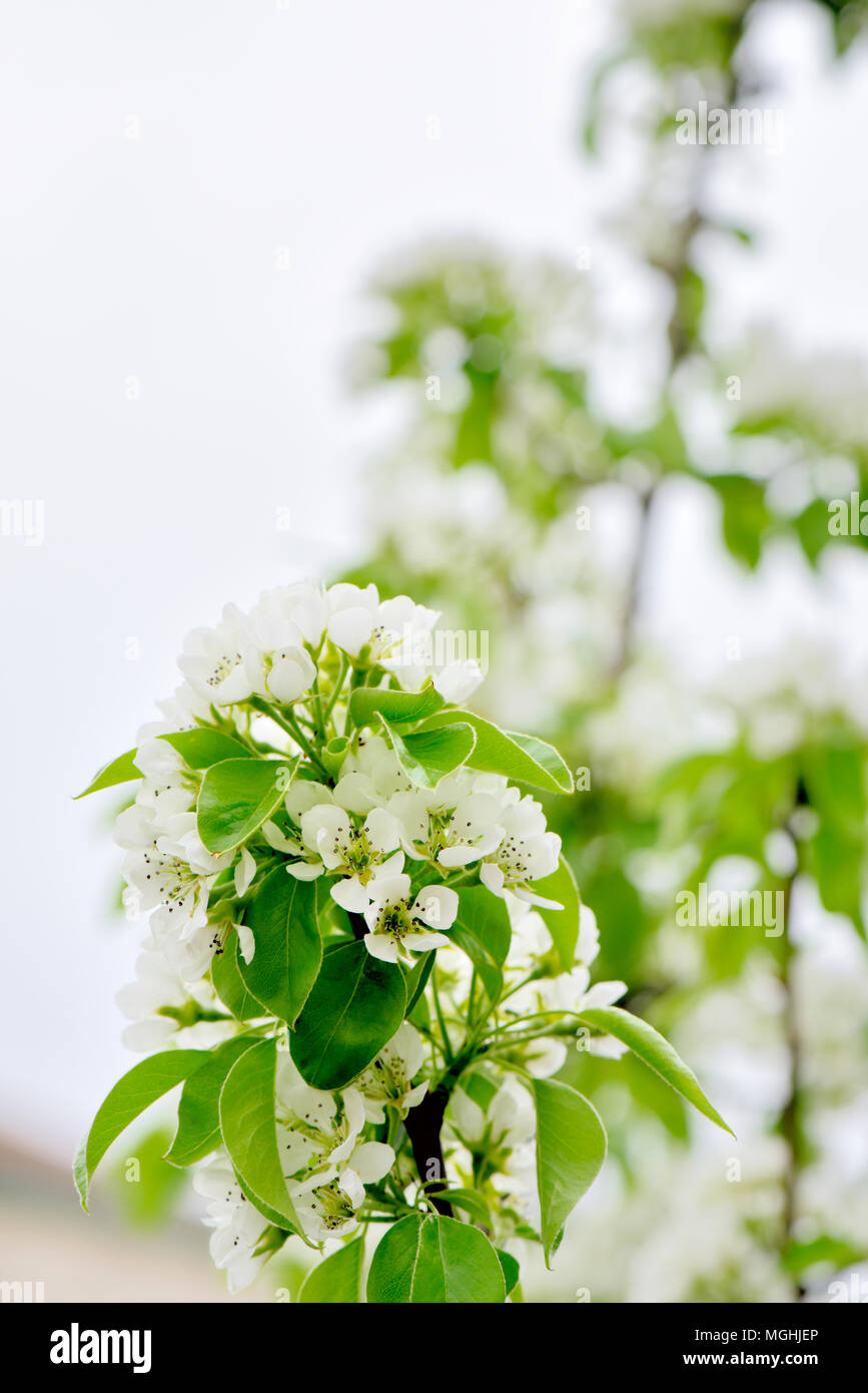 Conference pear flower hi-res stock photography and images - Alamy