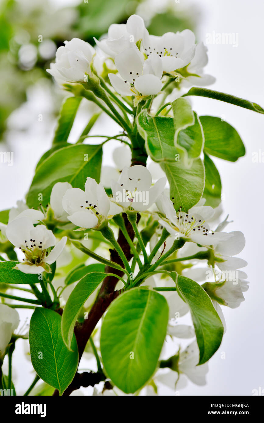 Conference pear flower hi-res stock photography and images - Alamy