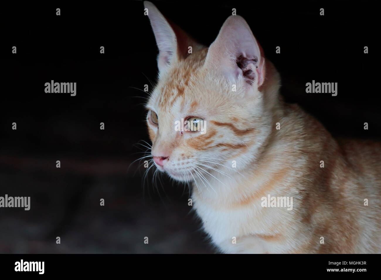 Cinnamon cat hi-res stock photography and images - Alamy