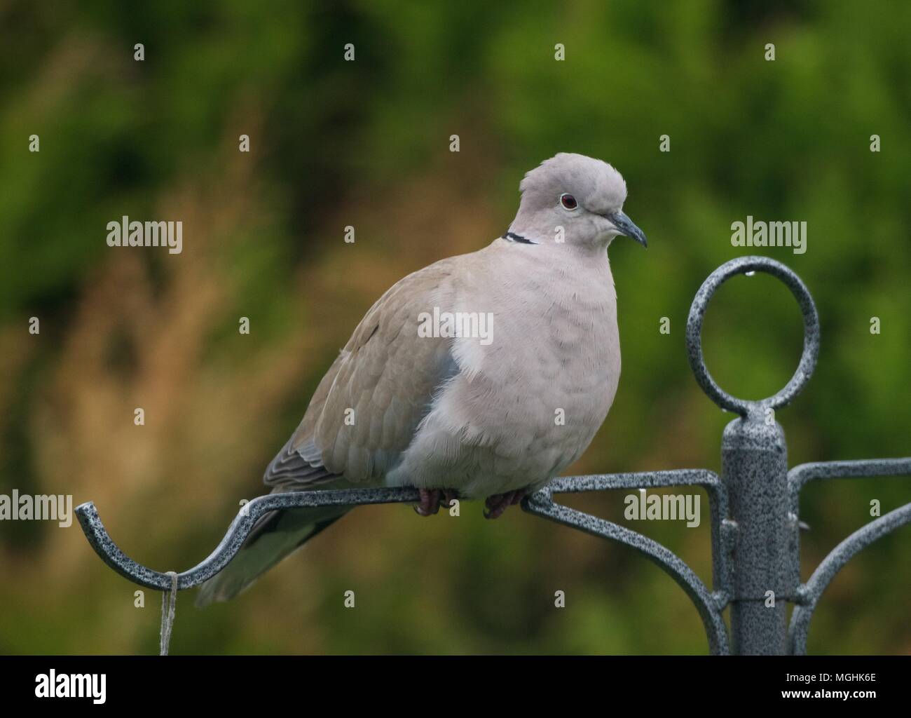A collared dove sitting on a bird feeder Stock Photo - Alamy