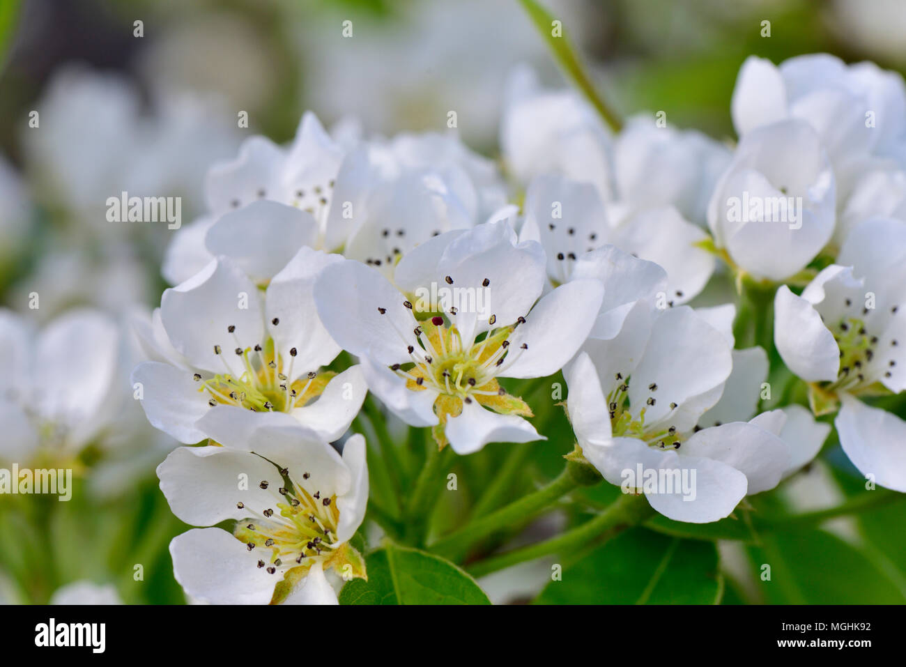 Conference pear tree hi-res stock photography and images - Alamy