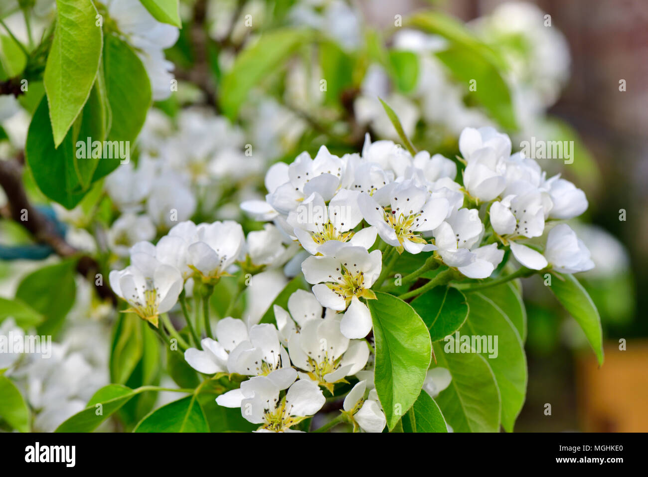 Conference pear tree hi-res stock photography and images - Alamy