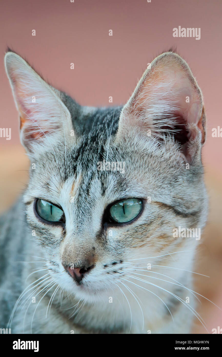 Funny domestic cats small vertical hi-res stock photography and images ...