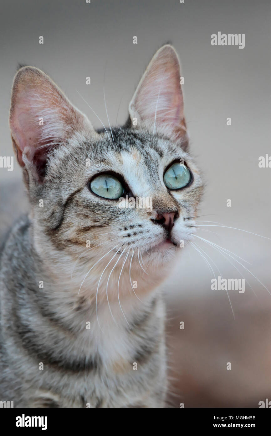 portrait in vertical view of a dun cat Stock Photo - Alamy