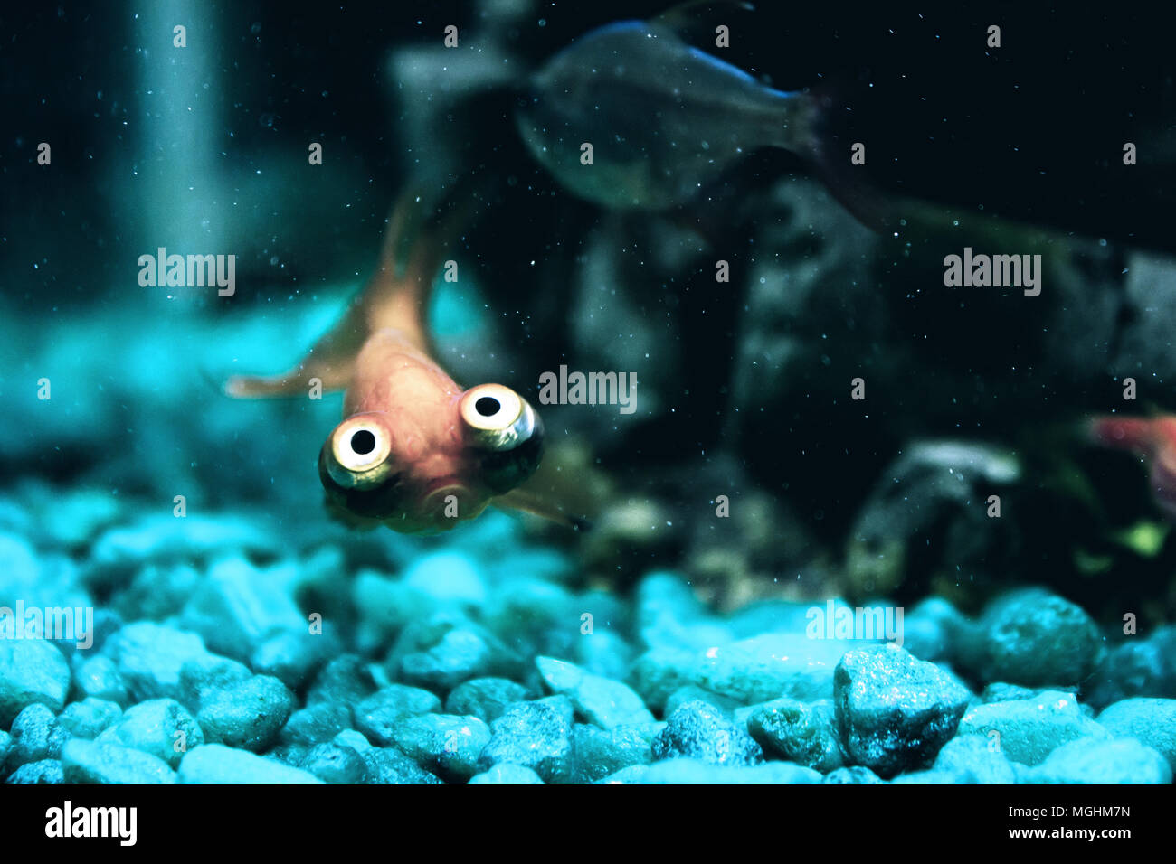 Celestial Eyed Goldfish