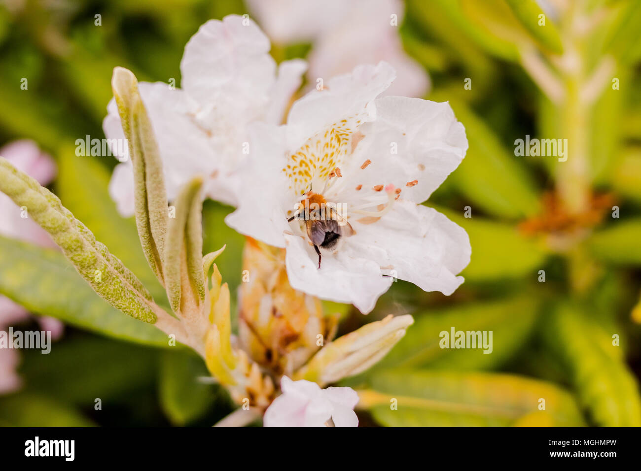 Honey bee pollinating a beautiful white early flowering spring azalea ...
