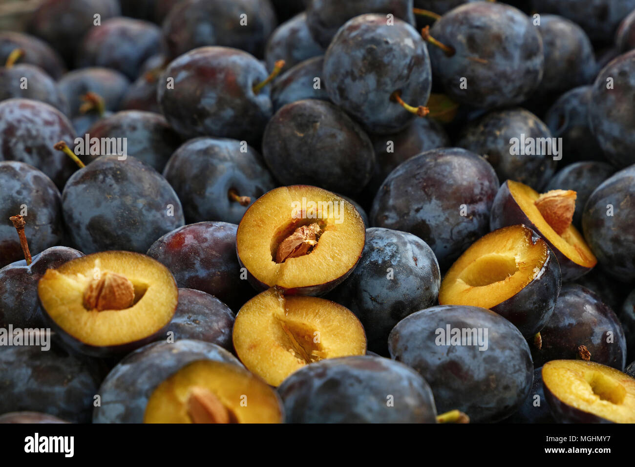 Heap of fresh ripe big blue whole plums and several open cut halves ...