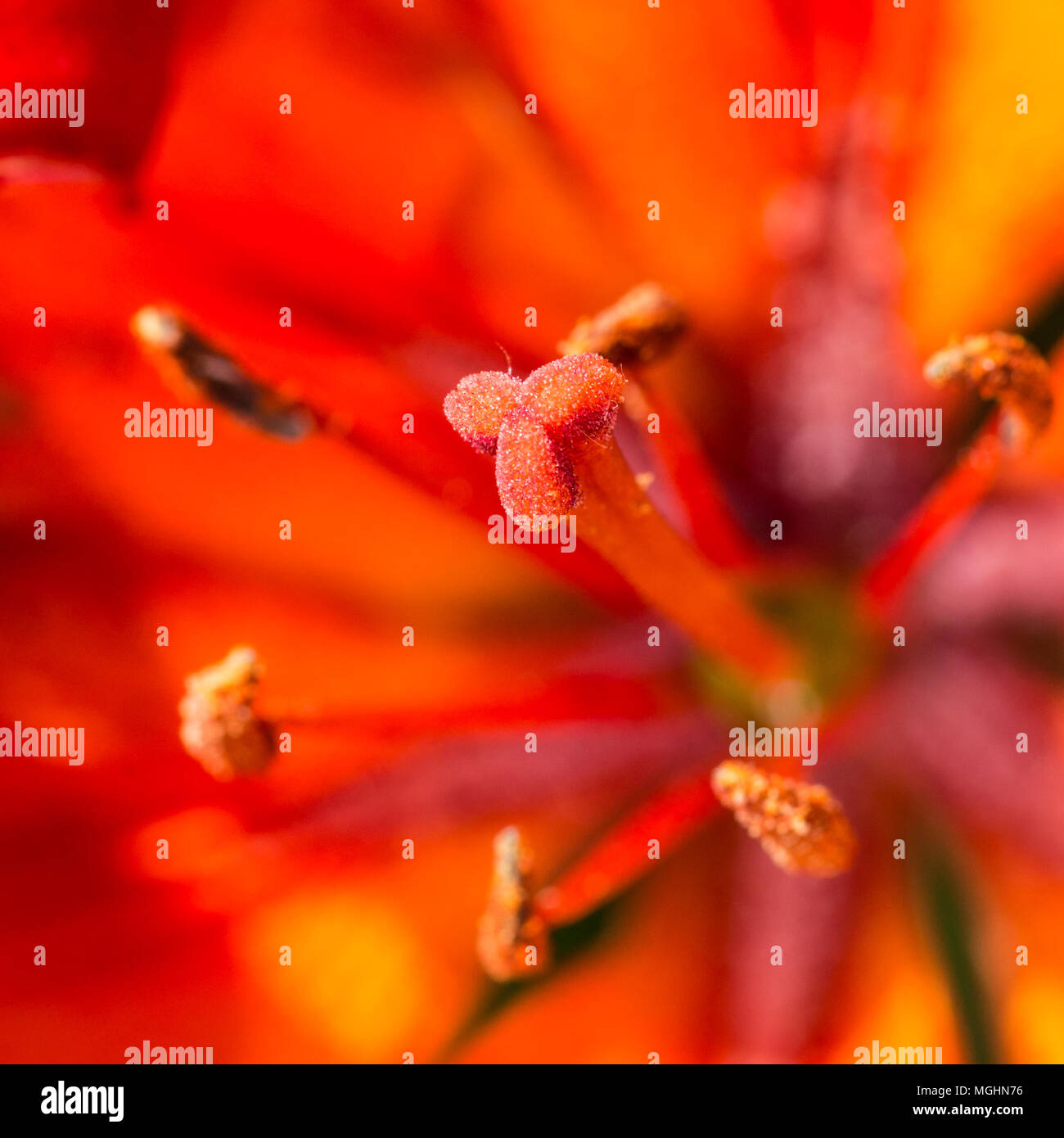 Fiery orange flower hi-res stock photography and images - Alamy
