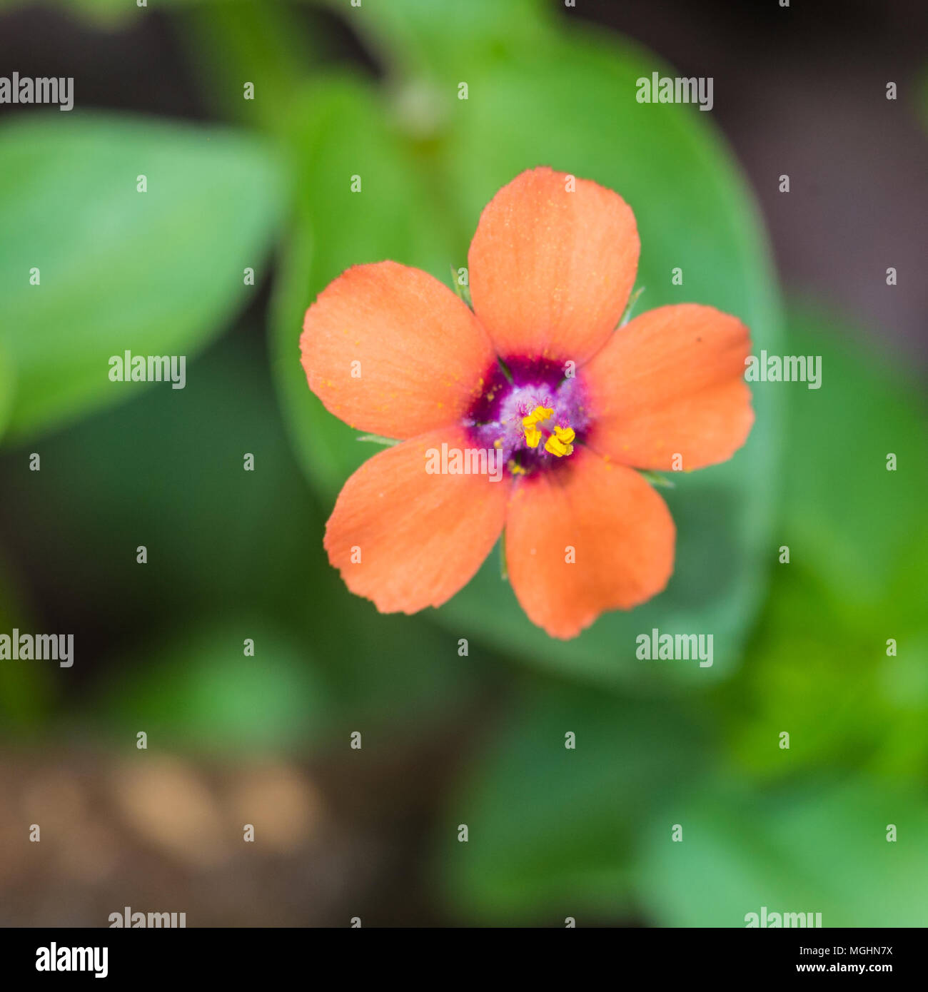 Orange scarlet hi-res stock photography and images - Alamy