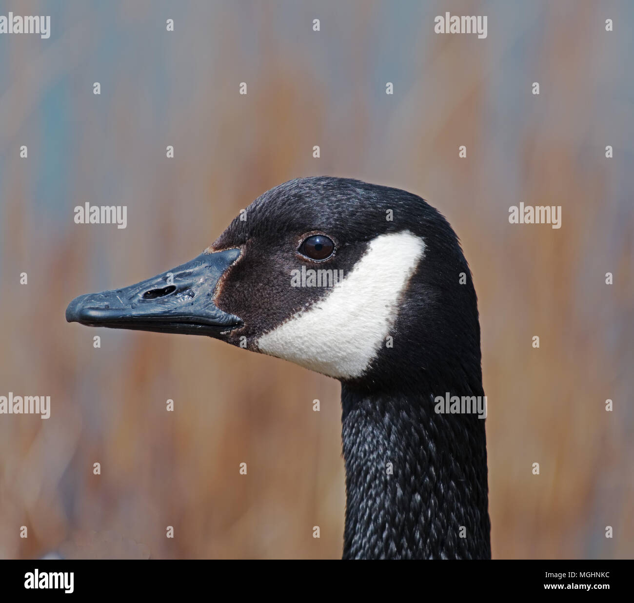 Branta candensis hi-res stock photography and images - Alamy