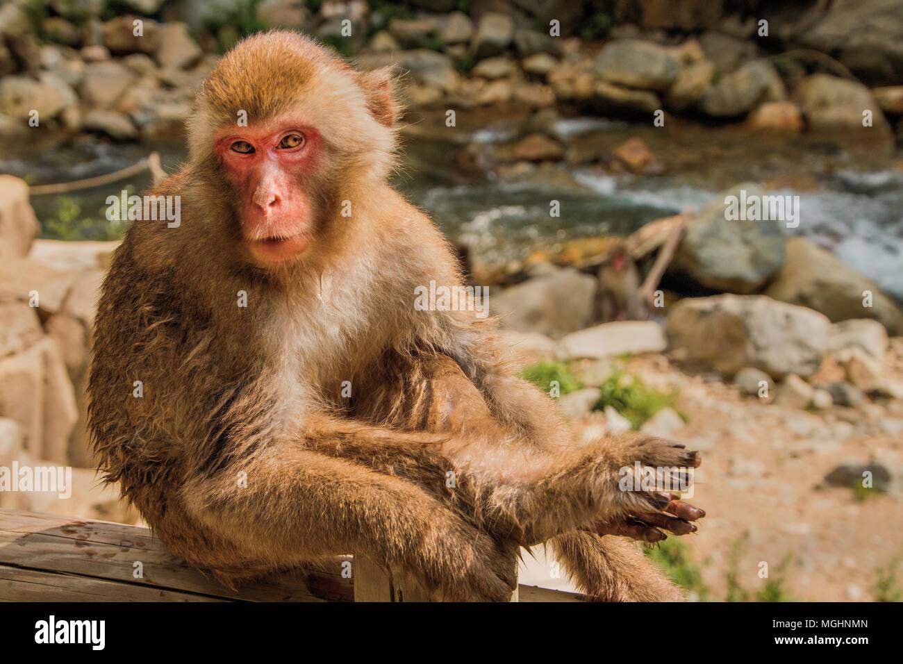 The Jigokudani Monkey Park is a great Place to see Monkeys in Japan ...