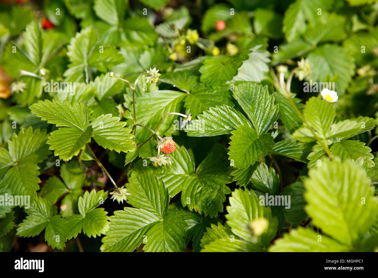 Garden alpine strawberry plant hi-res stock photography and images - Alamy