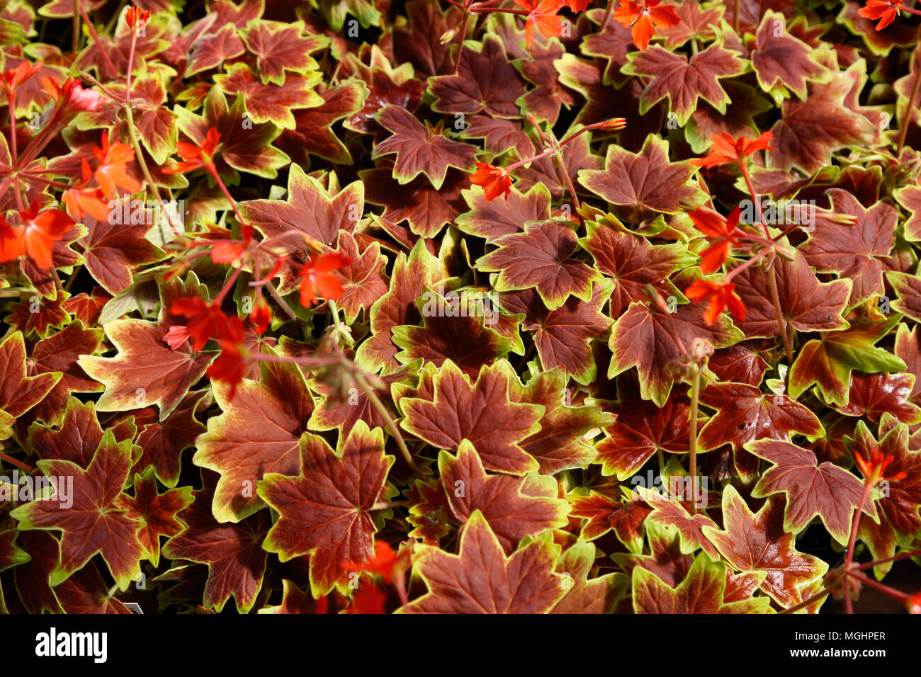 Centennial garden hi-res stock photography and images - Alamy