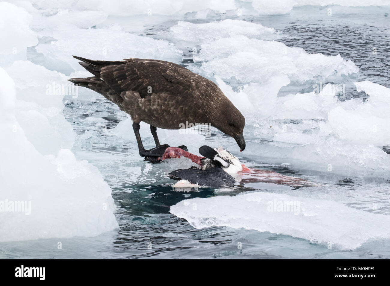 brown skua Stercorarius antarcticus adult eating penguin carcass ...