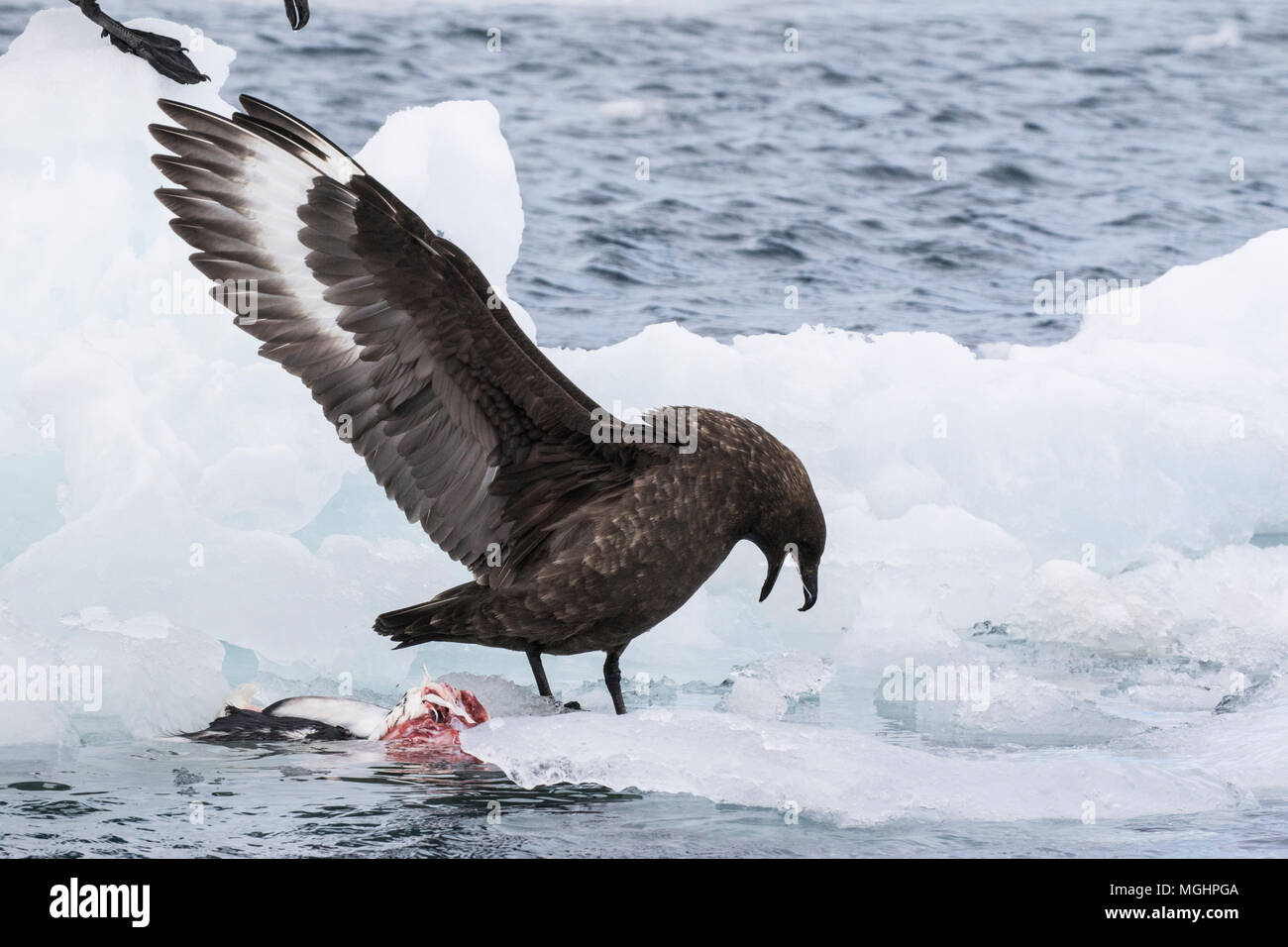 brown skua Stercorarius antarcticus adult eating penguin carcass ...