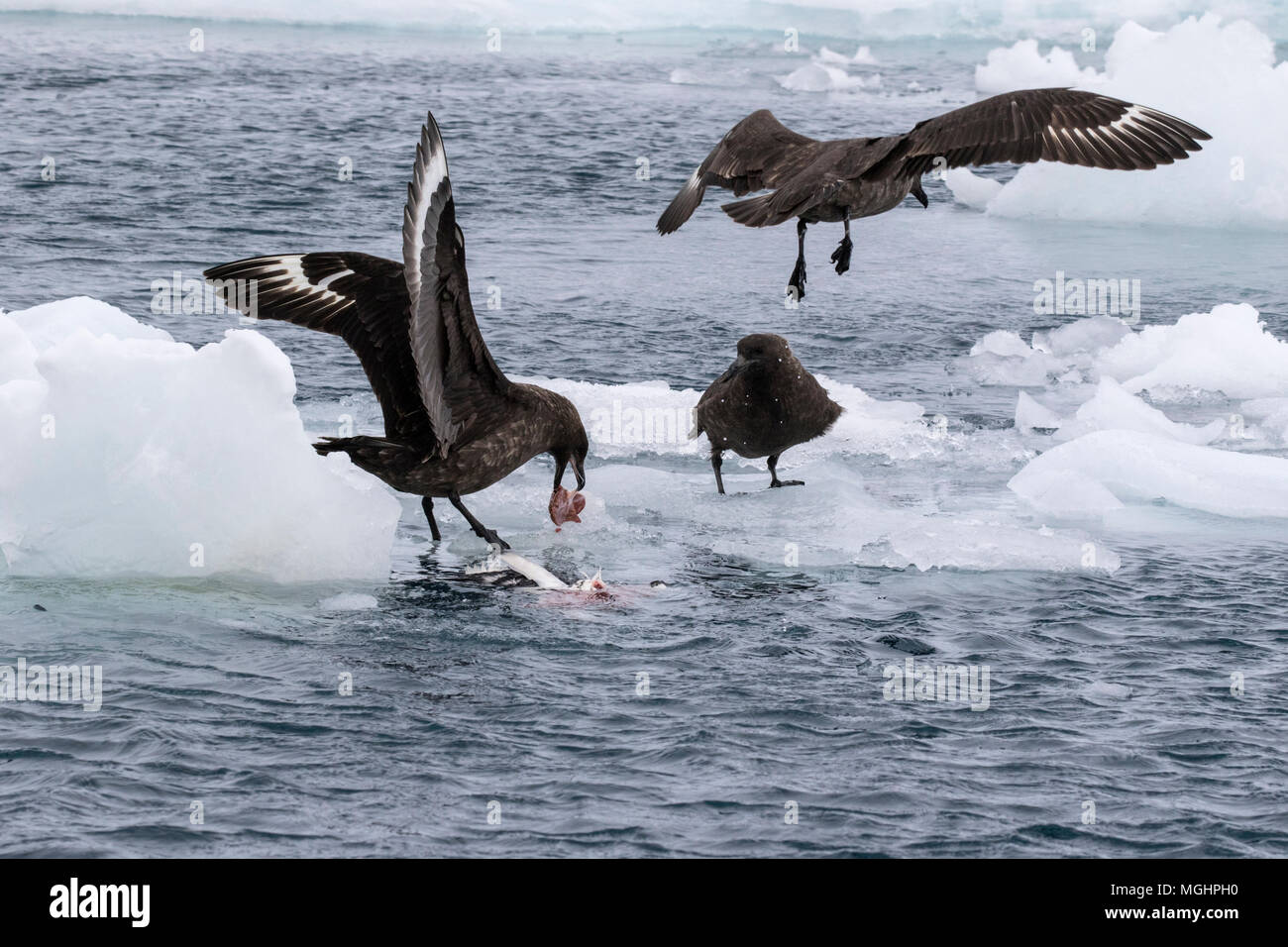 brown skua Stercorarius antarcticus adult eating penguin carcass ...