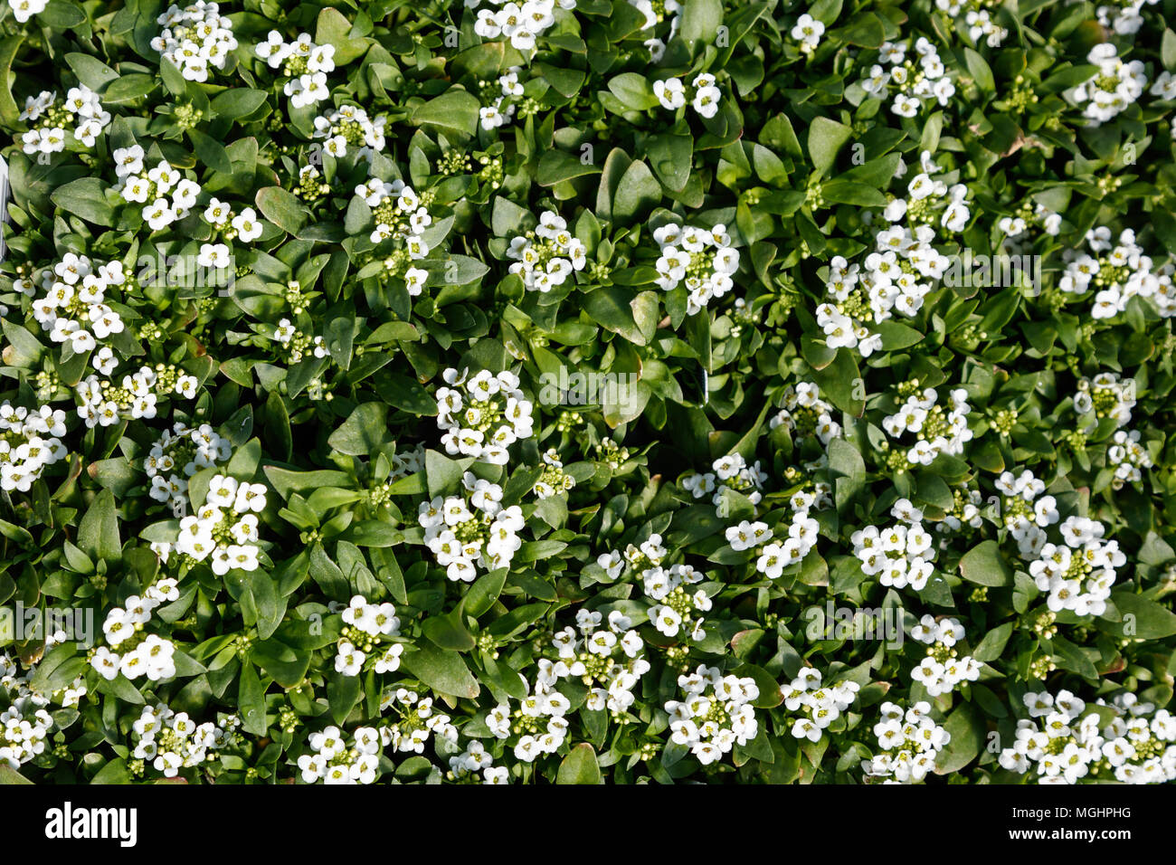 Easter bonnet white alyssum hi-res stock photography and images - Alamy