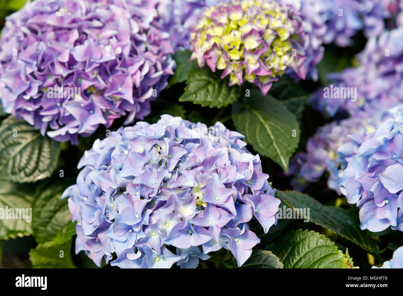 Top view hydrangea flowers hi-res stock photography and images - Alamy
