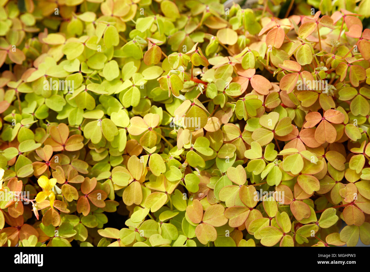 Lava flower hi-res stock photography and images - Alamy