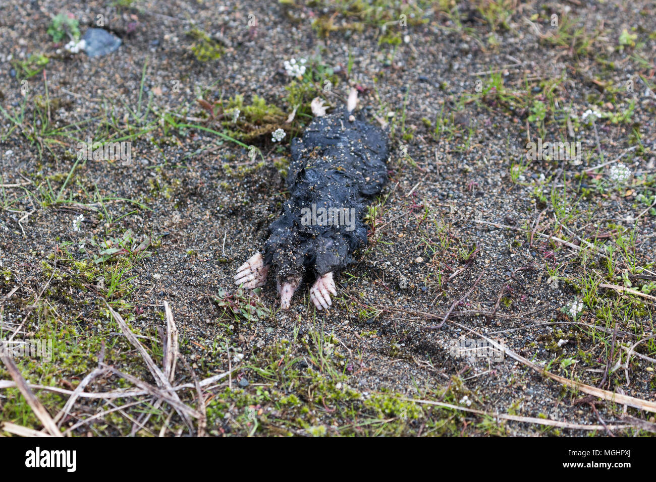 Mole animal hi-res stock photography and images - Alamy