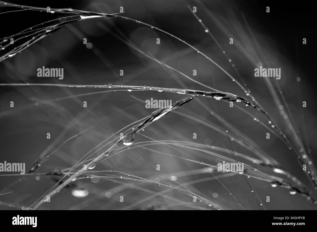 Lush grass close up Black and White Stock Photos & Images - Alamy