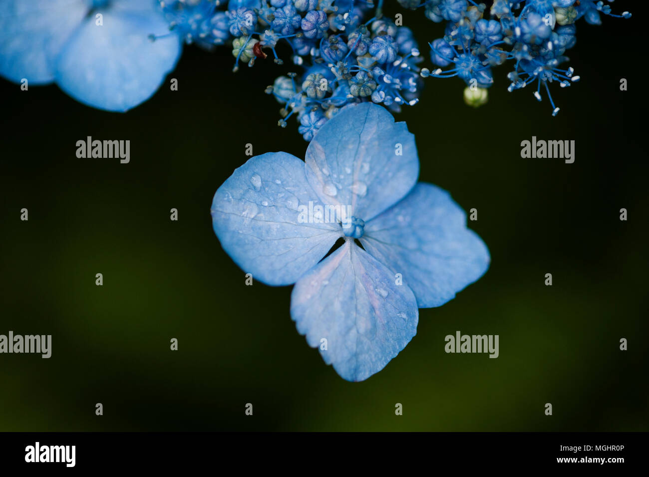Blue hydrangea dew hi-res stock photography and images - Alamy