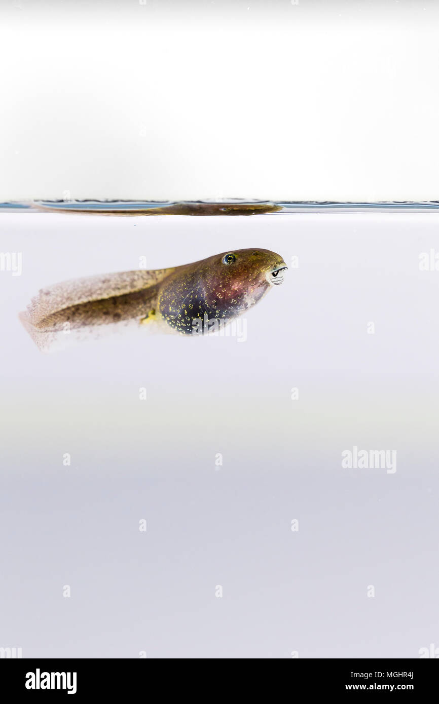 Tadpole legs hi-res stock photography and images - Alamy