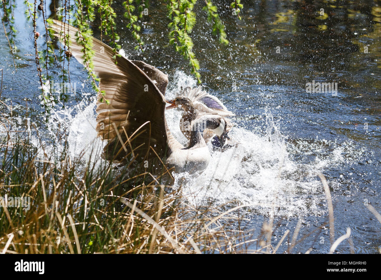 A Canada goose attacking a mallard at Vancouver BC Canada Stock Photo ...