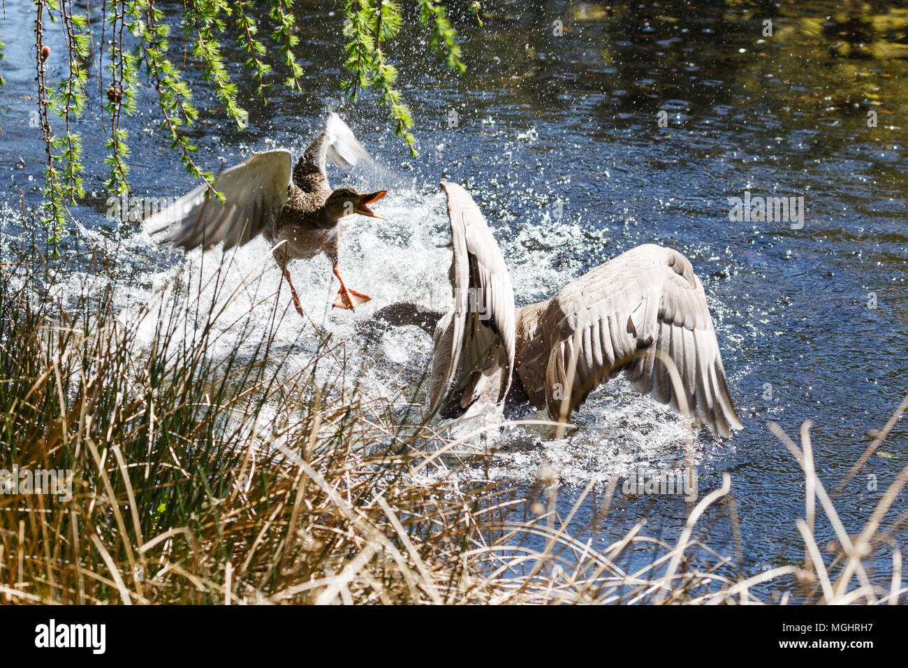 Attacking bird hi-res stock photography and images - Alamy