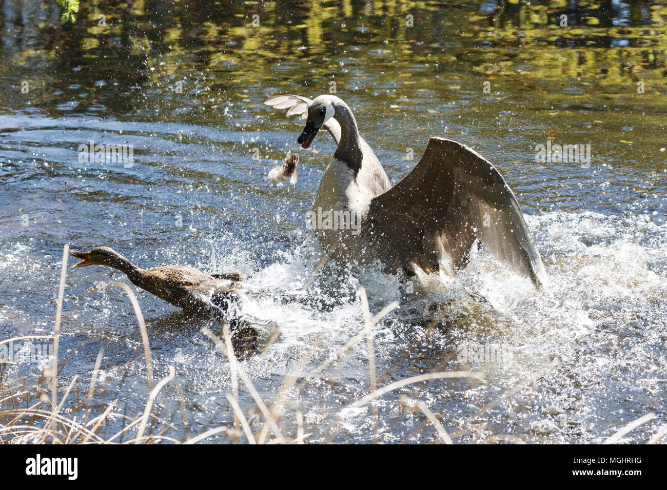 A Canada goose attacking a mallard at Vancouver BC Canada Stock Photo ...