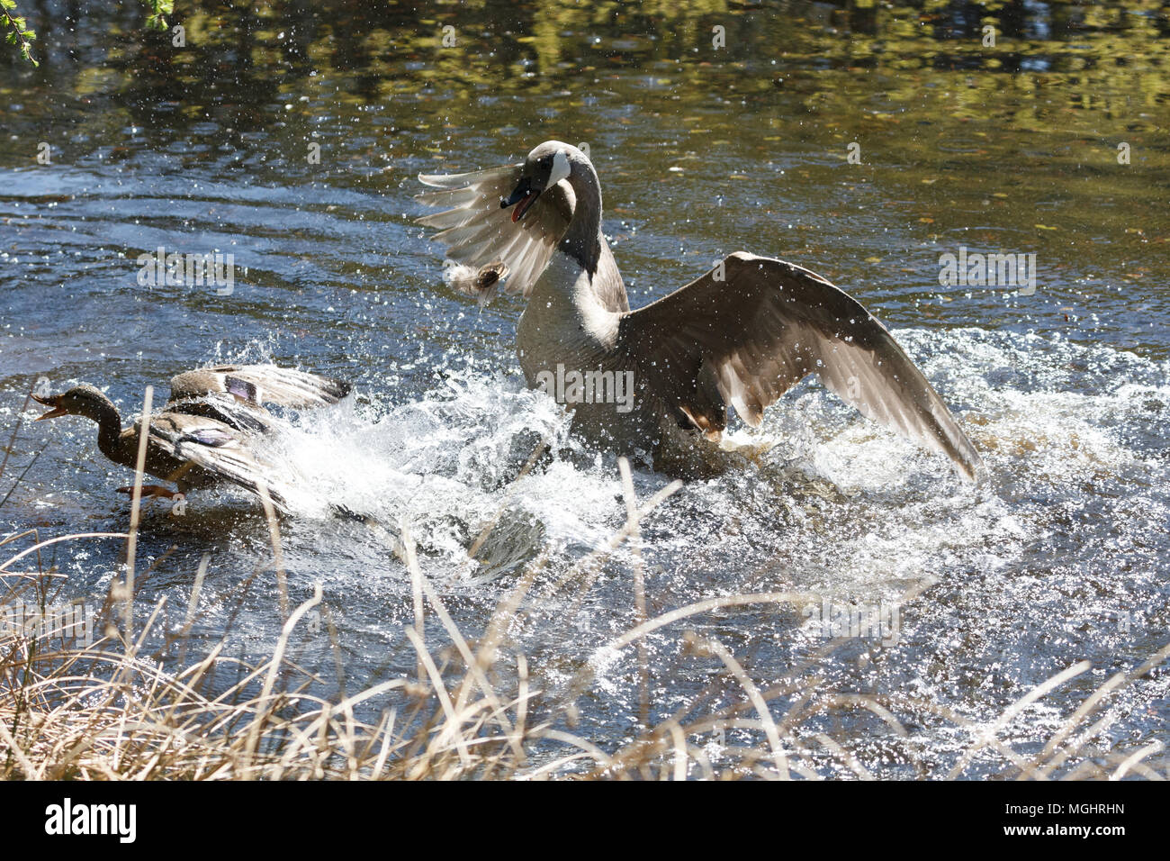 Attacking bird hi-res stock photography and images - Alamy