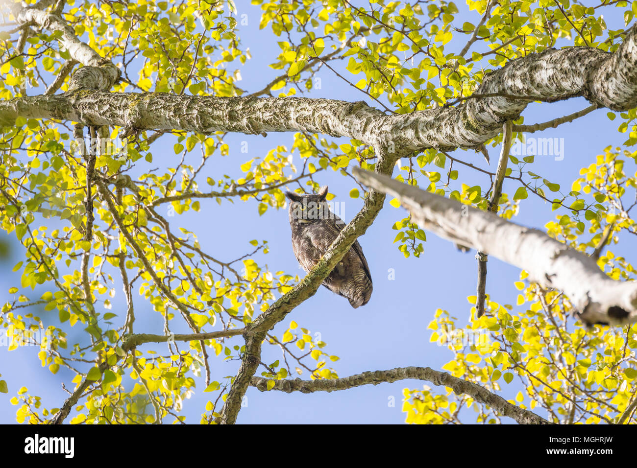Owl canada hi-res stock photography and images - Alamy
