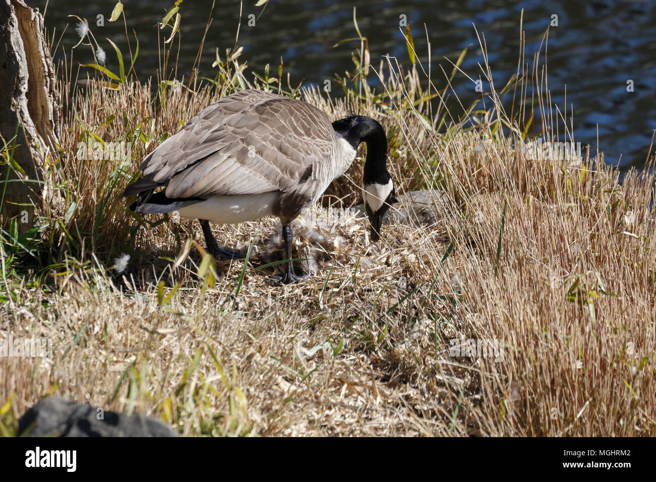 Canadian goose nest hi-res stock photography and images - Alamy