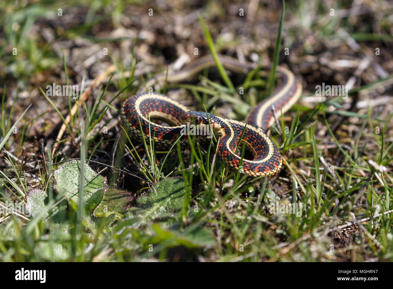 Garter snake hi-res stock photography and images - Alamy