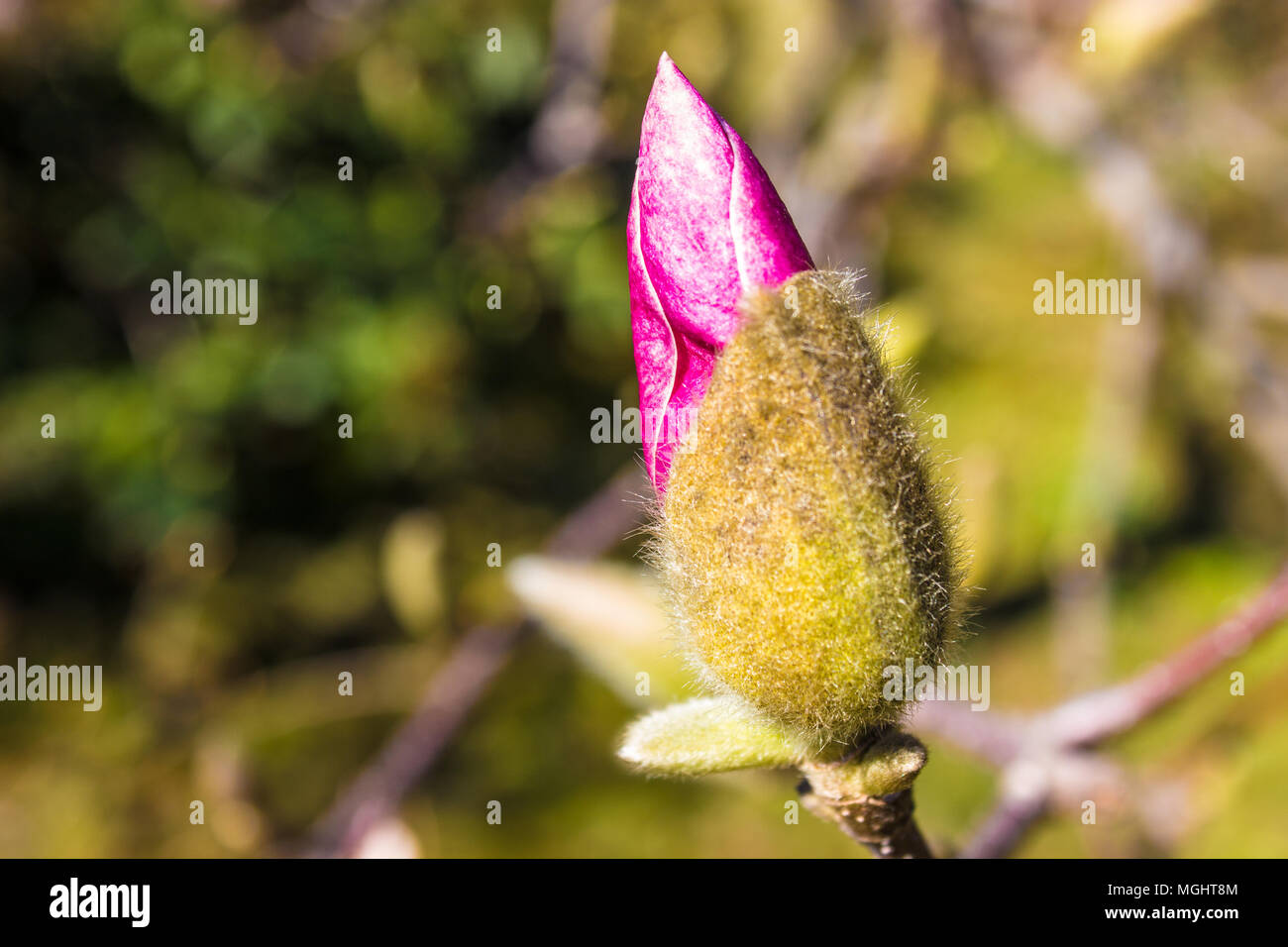 Magnolia and bud hi-res stock photography and images - Alamy