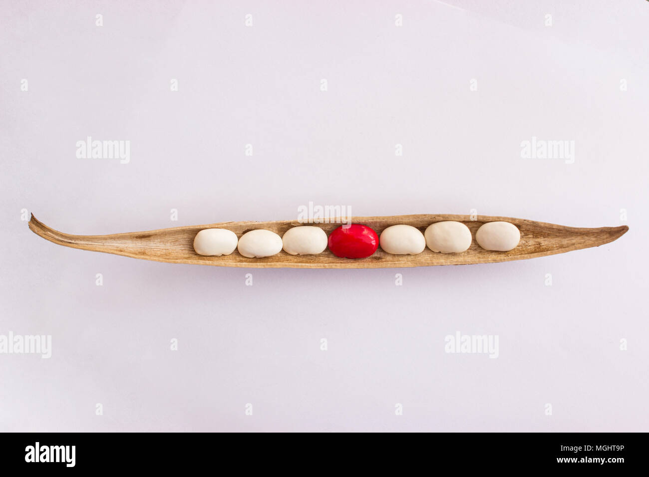 On background is in a pod the unique bean between white beans Stock ...