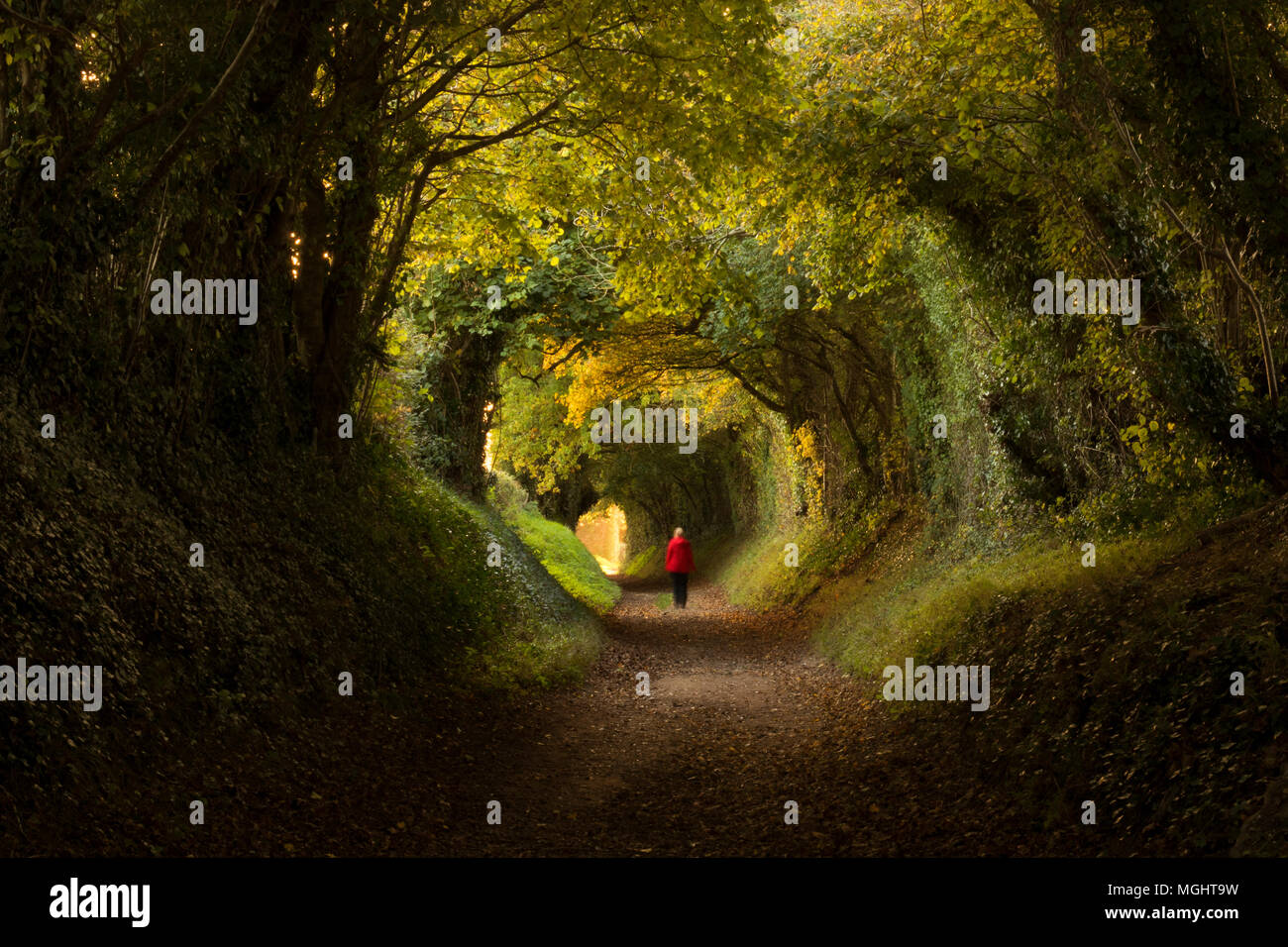 An ancient path with autumn foliage and rays of sunshine, leading to ...