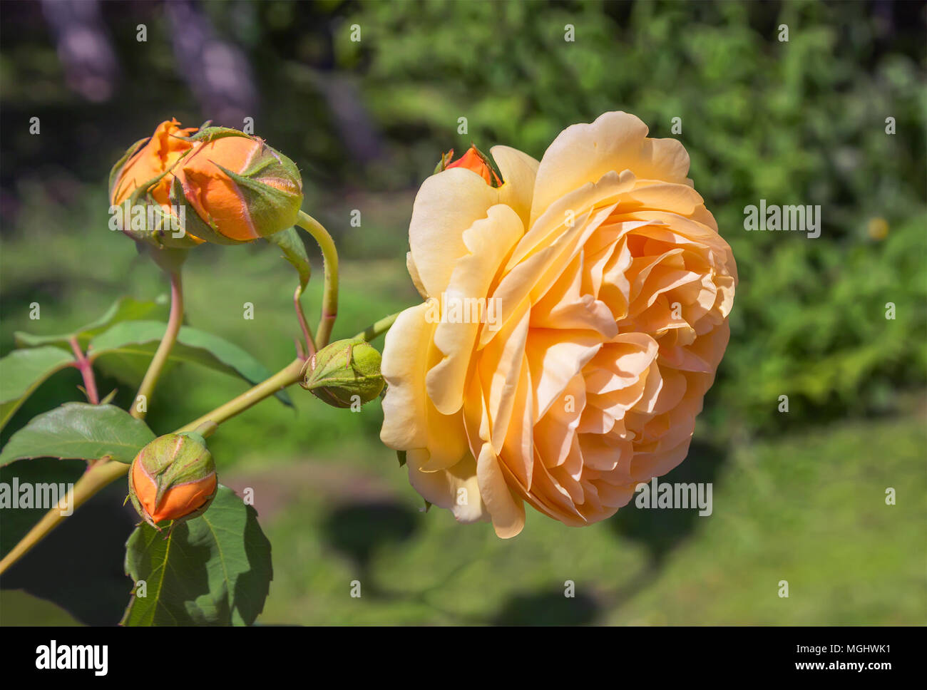 Summer yellow rose bush hi-res stock photography and images - Alamy