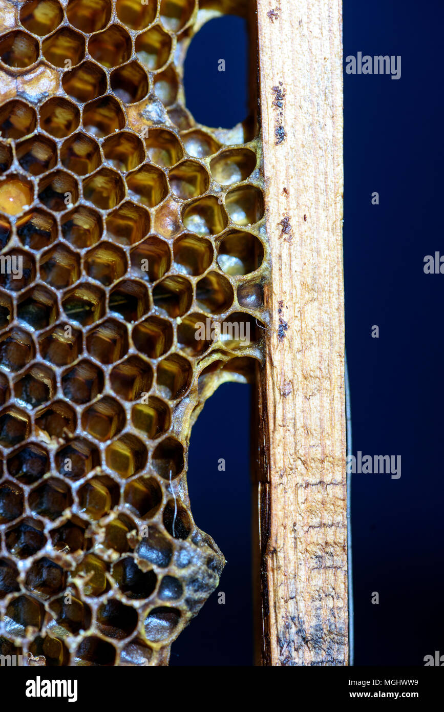 Close up of bee hives hi-res stock photography and images - Alamy