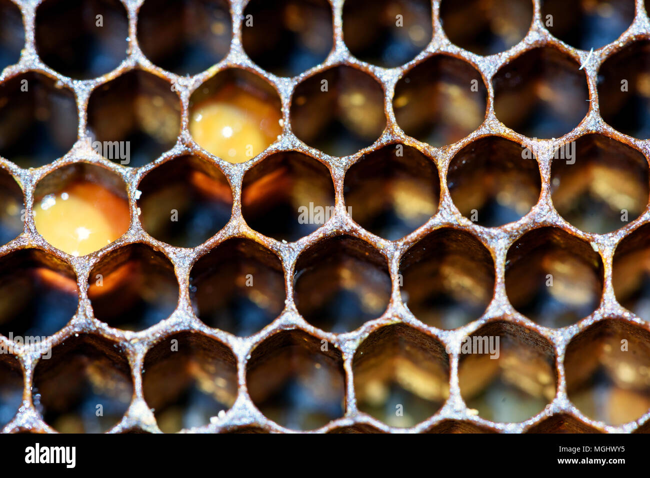 Honey bee comb macro hi-res stock photography and images - Alamy