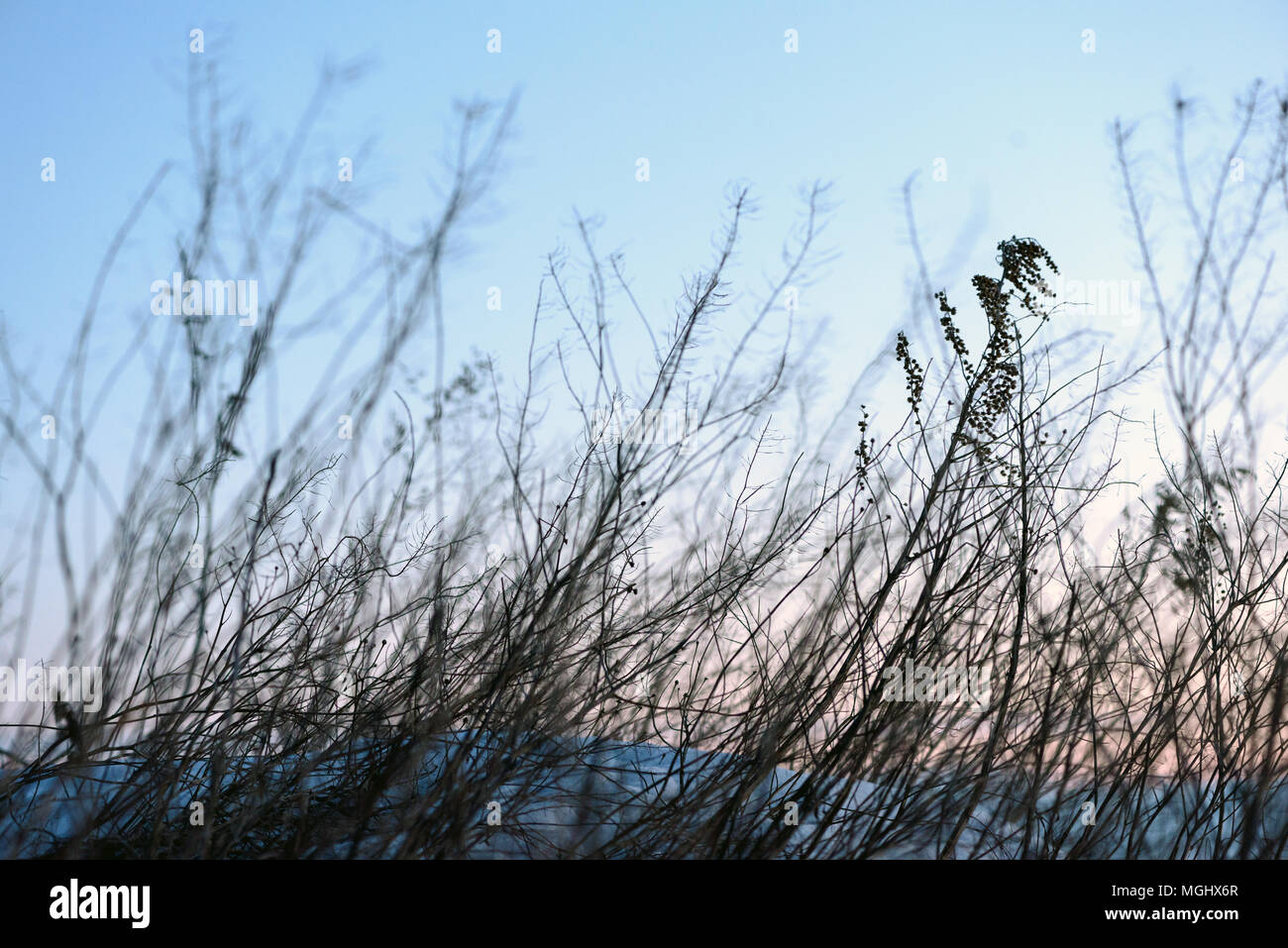 Blurred winter weeds at dawn set against a blue winter sky with ...