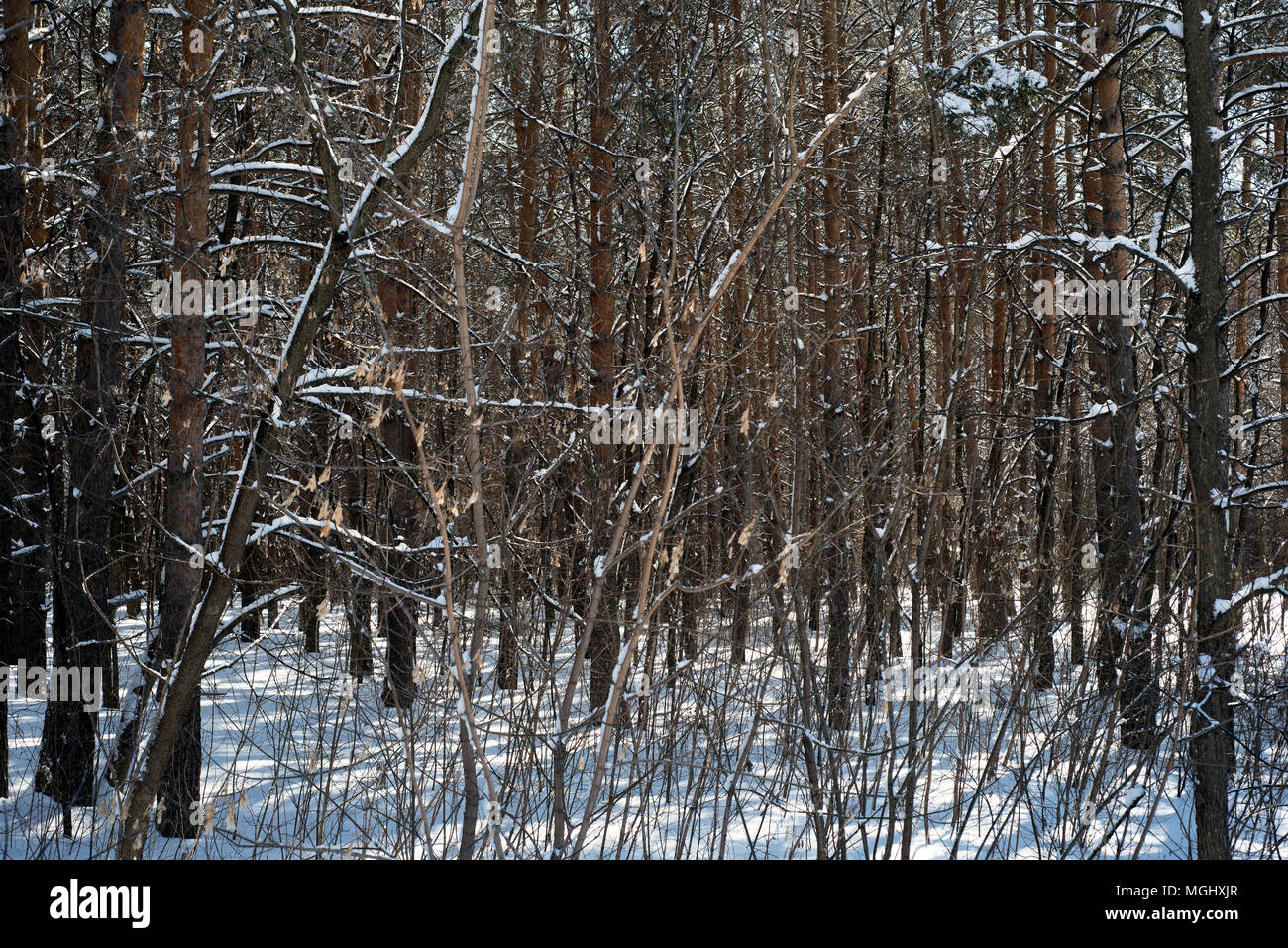 Tree trunks in nature with snow on the ground covering the forest floor ...