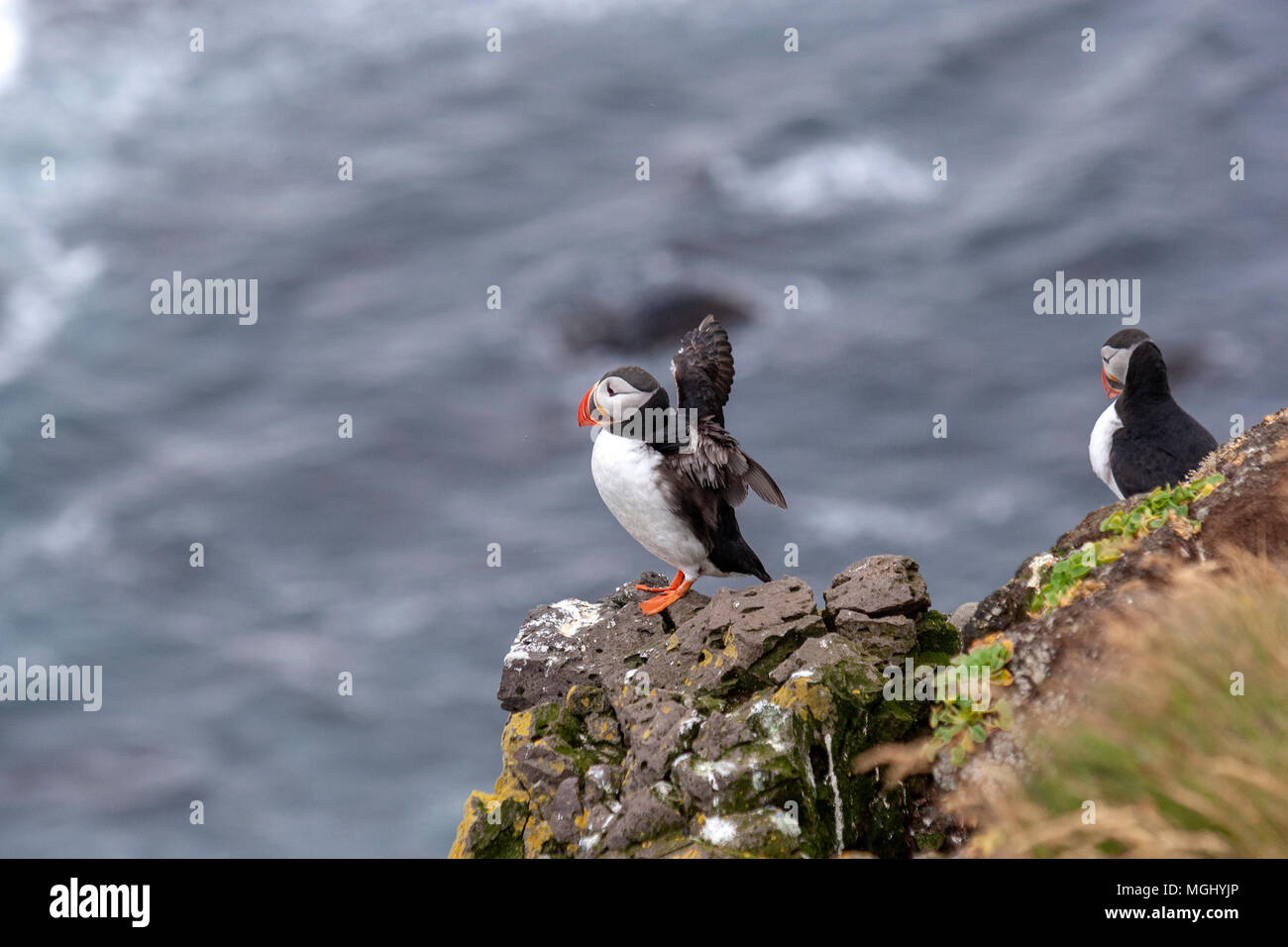 Látrabjarg cliffs with Atlantic Puffins in Bjargtangar, Westfjords ...