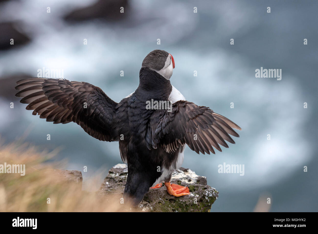Puffing Open Wings High Resolution Stock Photography and Images - Alamy