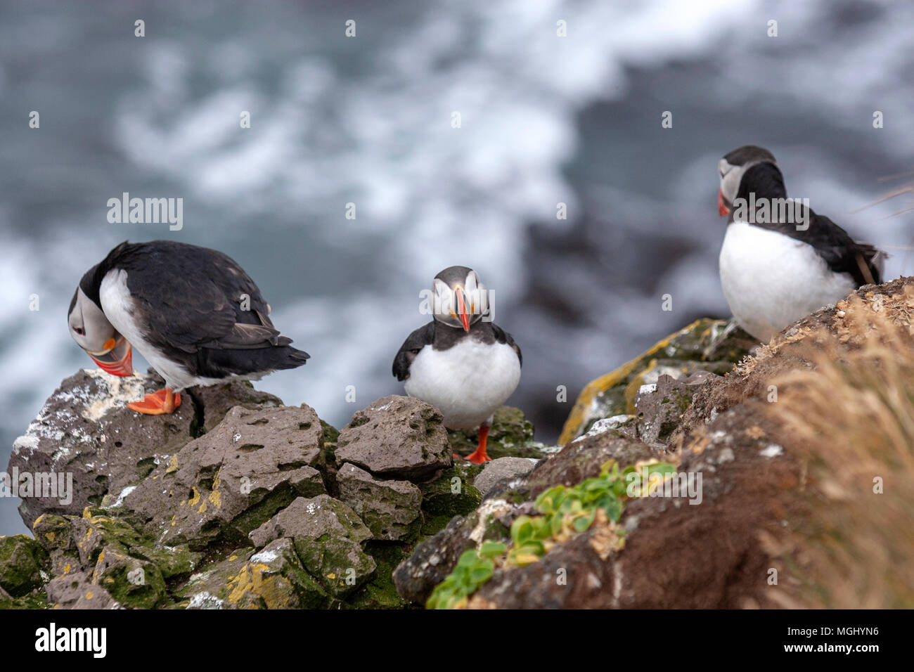 Látrabjarg cliffs with Atlantic Puffins in Bjargtangar, Westfjords ...