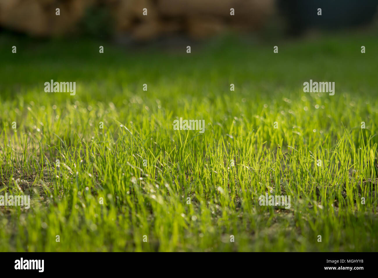 New grass grows outside in the garden Stock Photo - Alamy