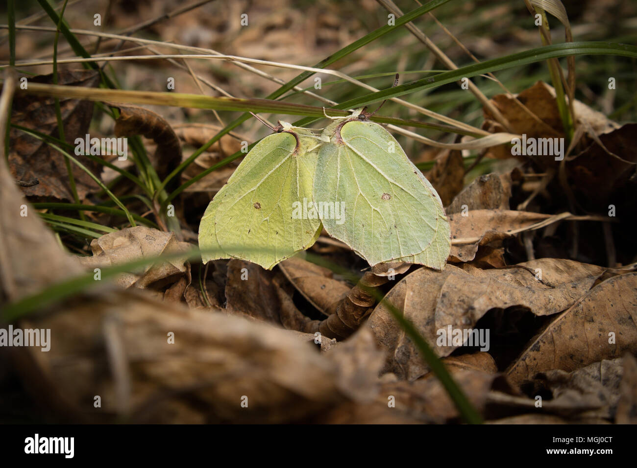 Mating pair of small white butterflies hi-res stock photography and ...