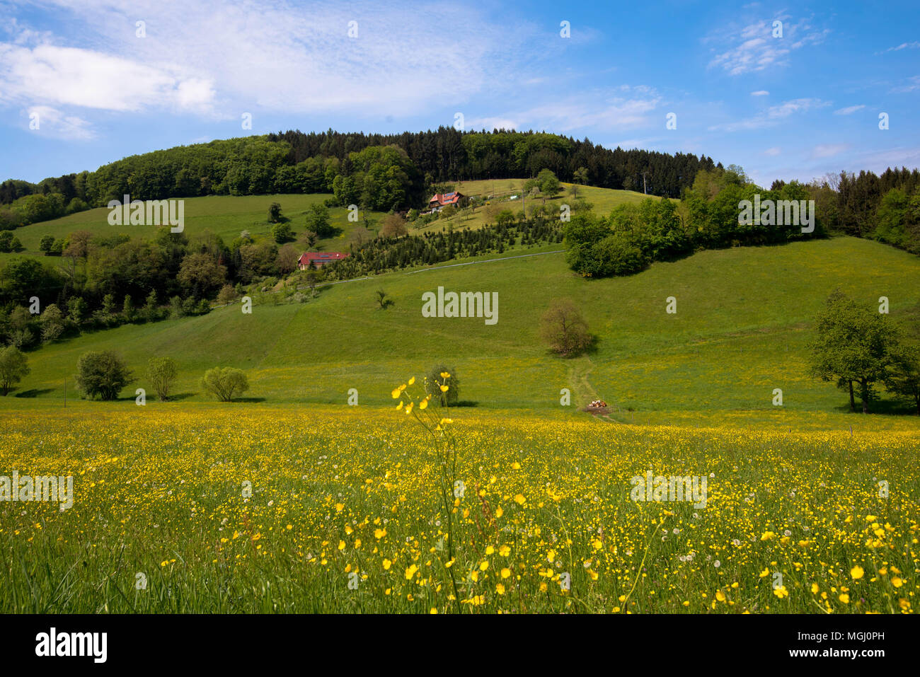Black forest full of flowers in spring tme Stock Photo - Alamy